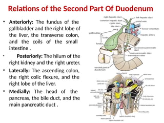 duodenum ppt by Dr. Vishal Sharma.pptx study | PPTX
