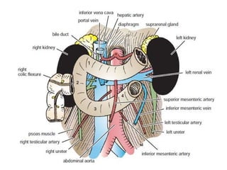 duodenum ppt by Dr. Vishal Sharma.pptx study | PPTX