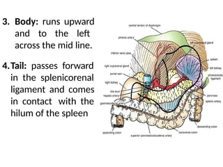 duodenum ppt by Dr. Vishal Sharma.pptx study | PPTX