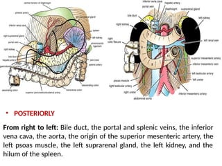 duodenum ppt by Dr. Vishal Sharma.pptx study | PPTX