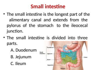 duodenum ppt by Dr. Vishal Sharma.pptx study | PPTX
