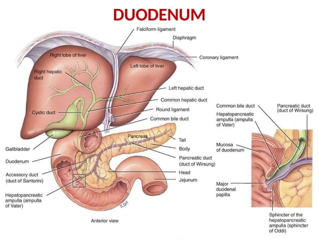 duodenum ppt by Dr. Vishal Sharma.pptx study | PPTX