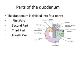 duodenum ppt by Dr. Vishal Sharma.pptx study | PPTX