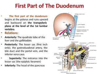 duodenum ppt by Dr. Vishal Sharma.pptx study | PPTX