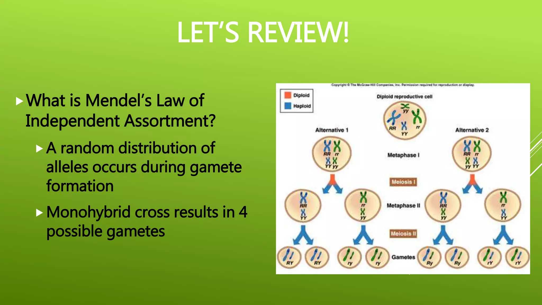 Mendelian Genetics | PPTX