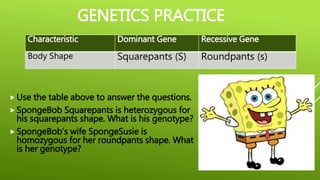 Mendelian Genetics | PPTX