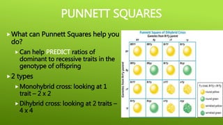 Mendelian Genetics | PPTX