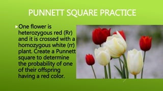 Mendelian Genetics | PPTX