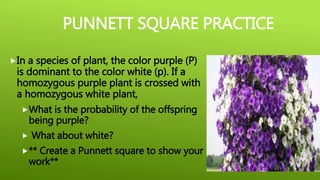 Mendelian Genetics | PPTX