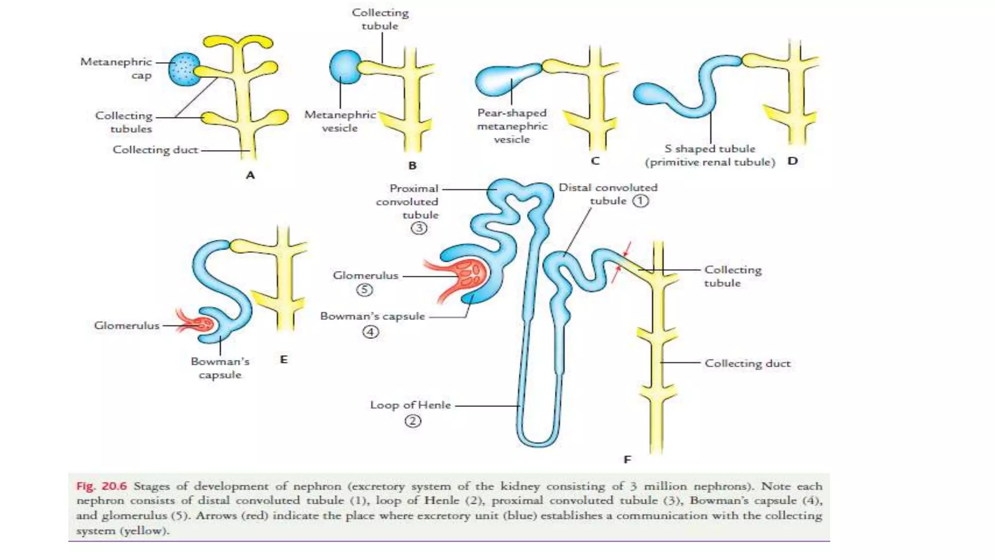 Duplex system.pptx