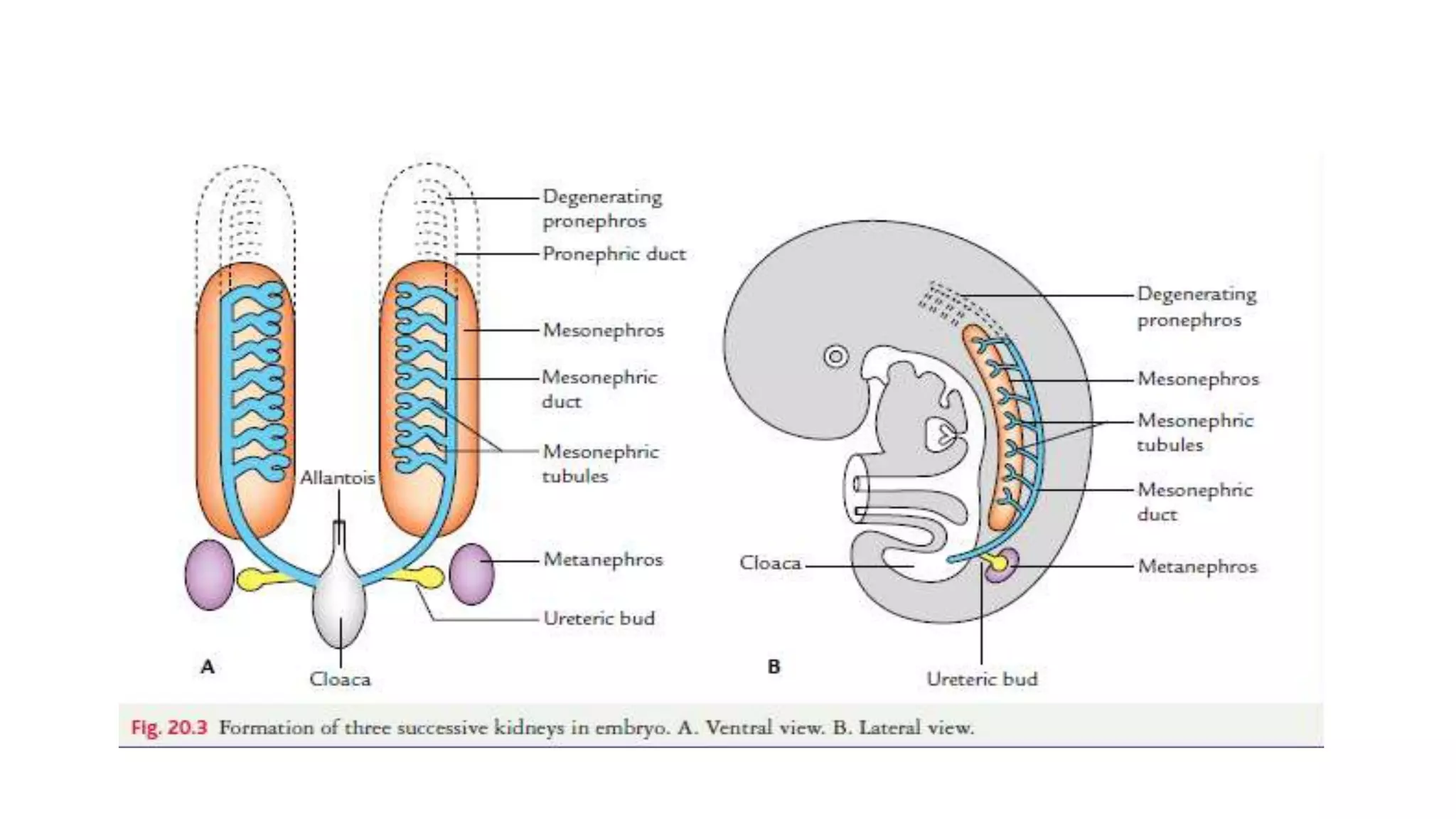 Duplex system.pptx
