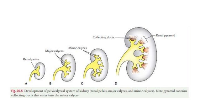 Duplex system.pptx | Science