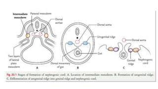 Duplex system.pptx | Science