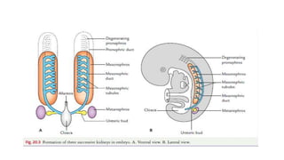 Duplex system.pptx