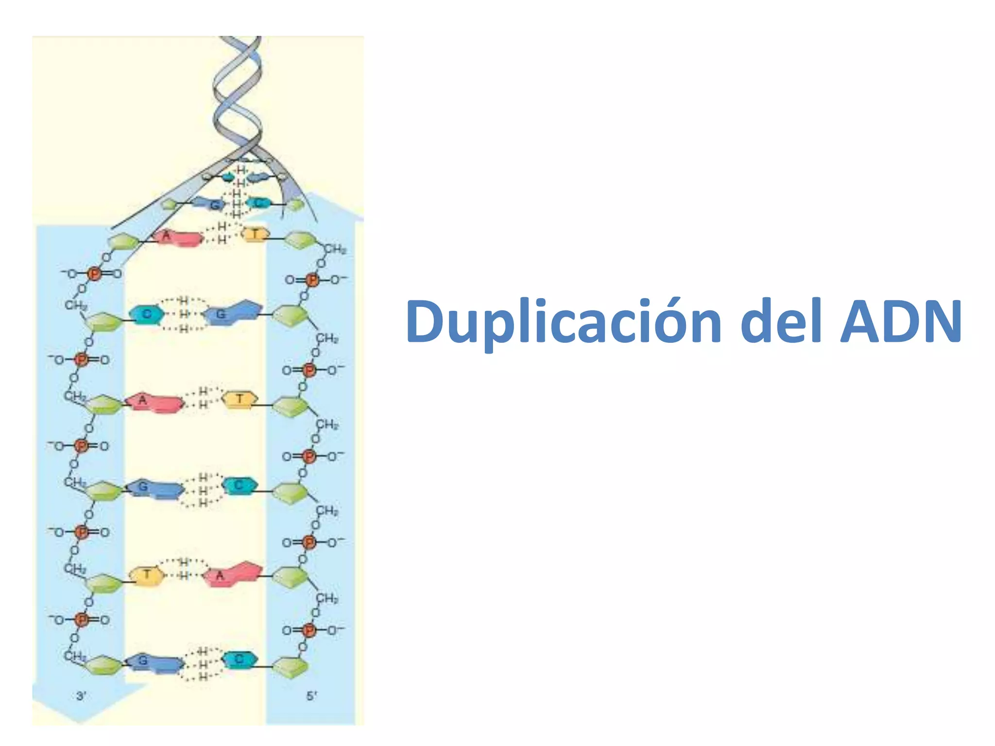 Duplicación del ADN | PPT