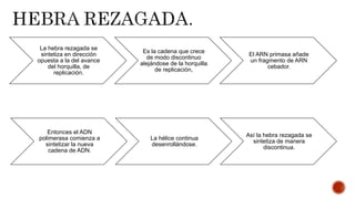 Duplicación del adn | PPTX