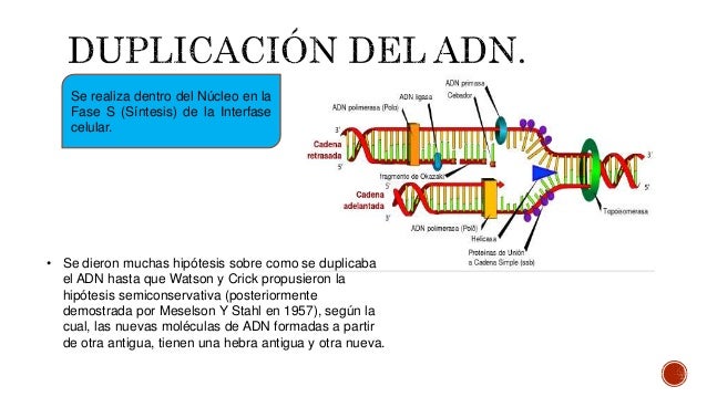 Duplicación del adn