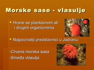 Dupljari | PPT