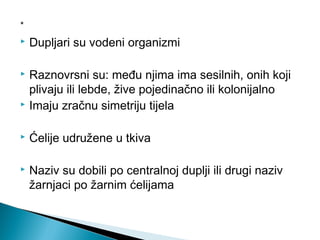 Dupljari | PPS
