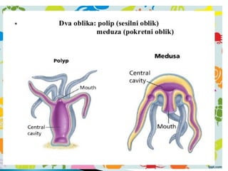Dupljari | PPS
