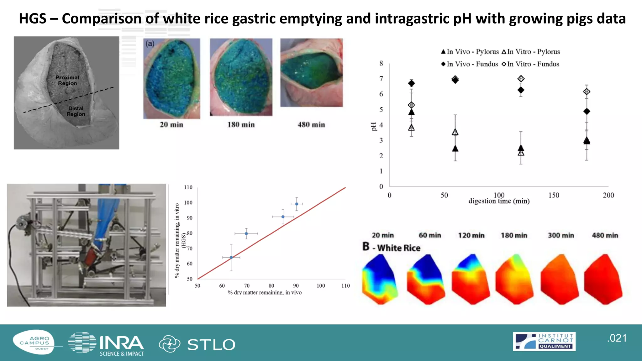 In vitro and in vivo data on food digestion - INFOGEST, 2018 | PDF