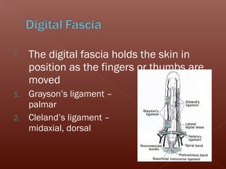 Dupuytrens disease | PPT