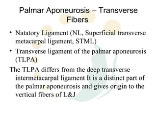 Dupuytrens disease | PPT