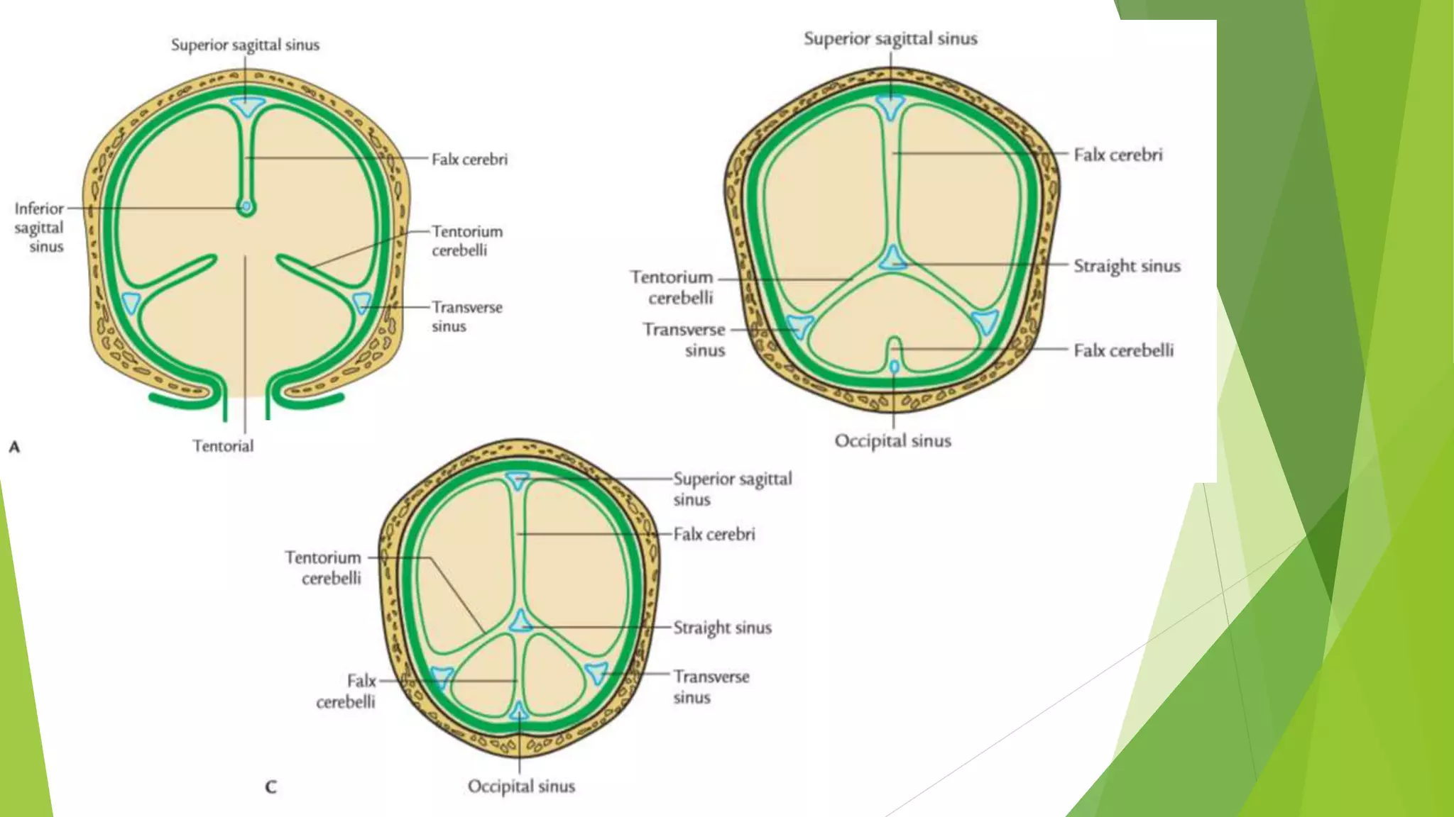 Dural folds and cavernous sinus | PPTX