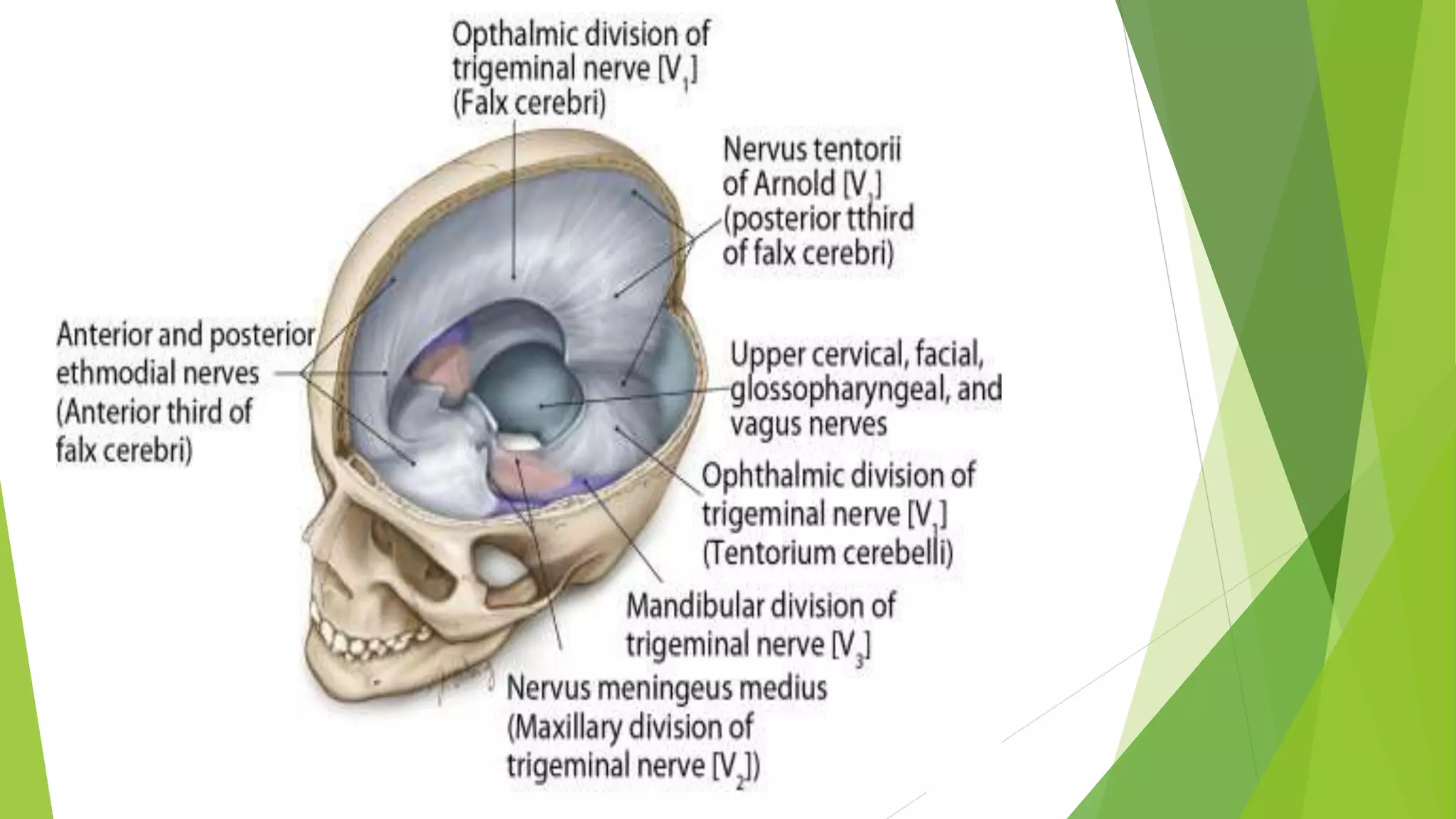Dural folds and cavernous sinus | PPTX