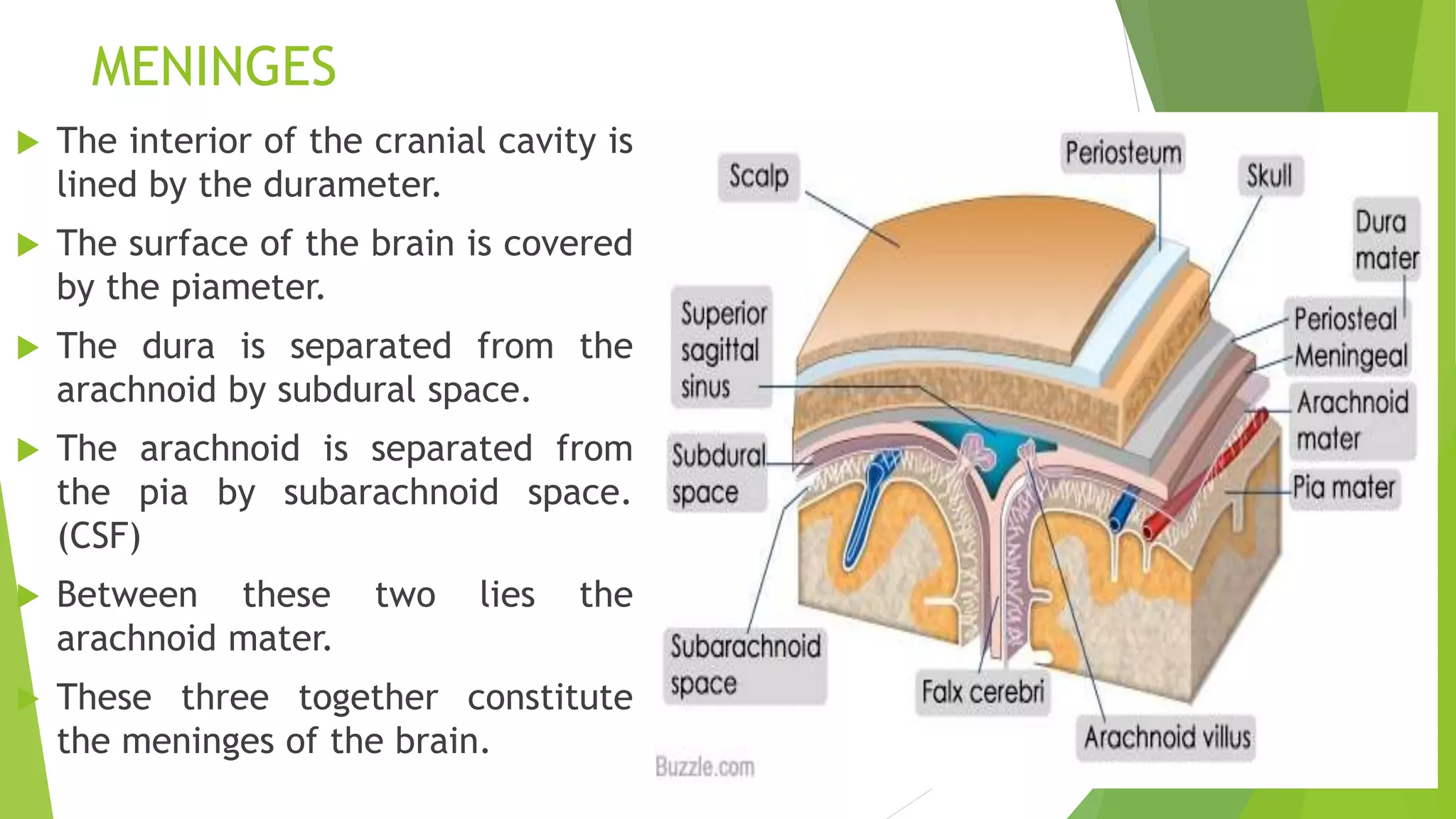 Dural folds and cavernous sinus | PPTX