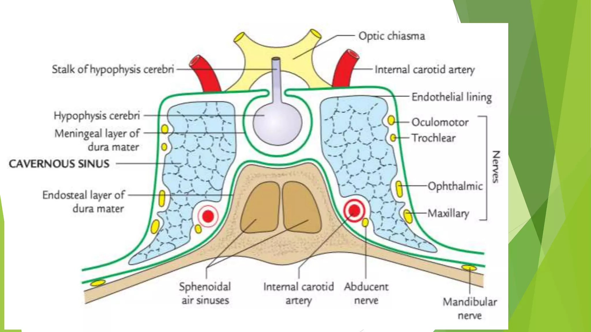 Dural folds and cavernous sinus | PPTX