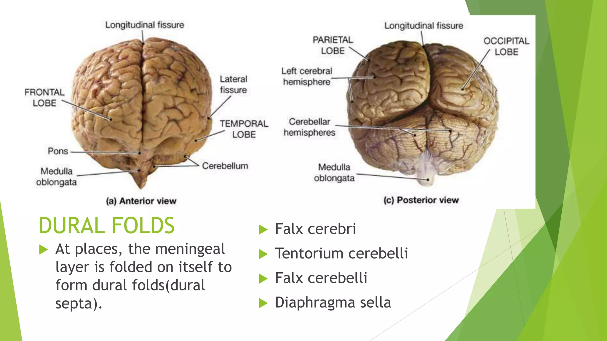 Dural folds and cavernous sinus | PPTX