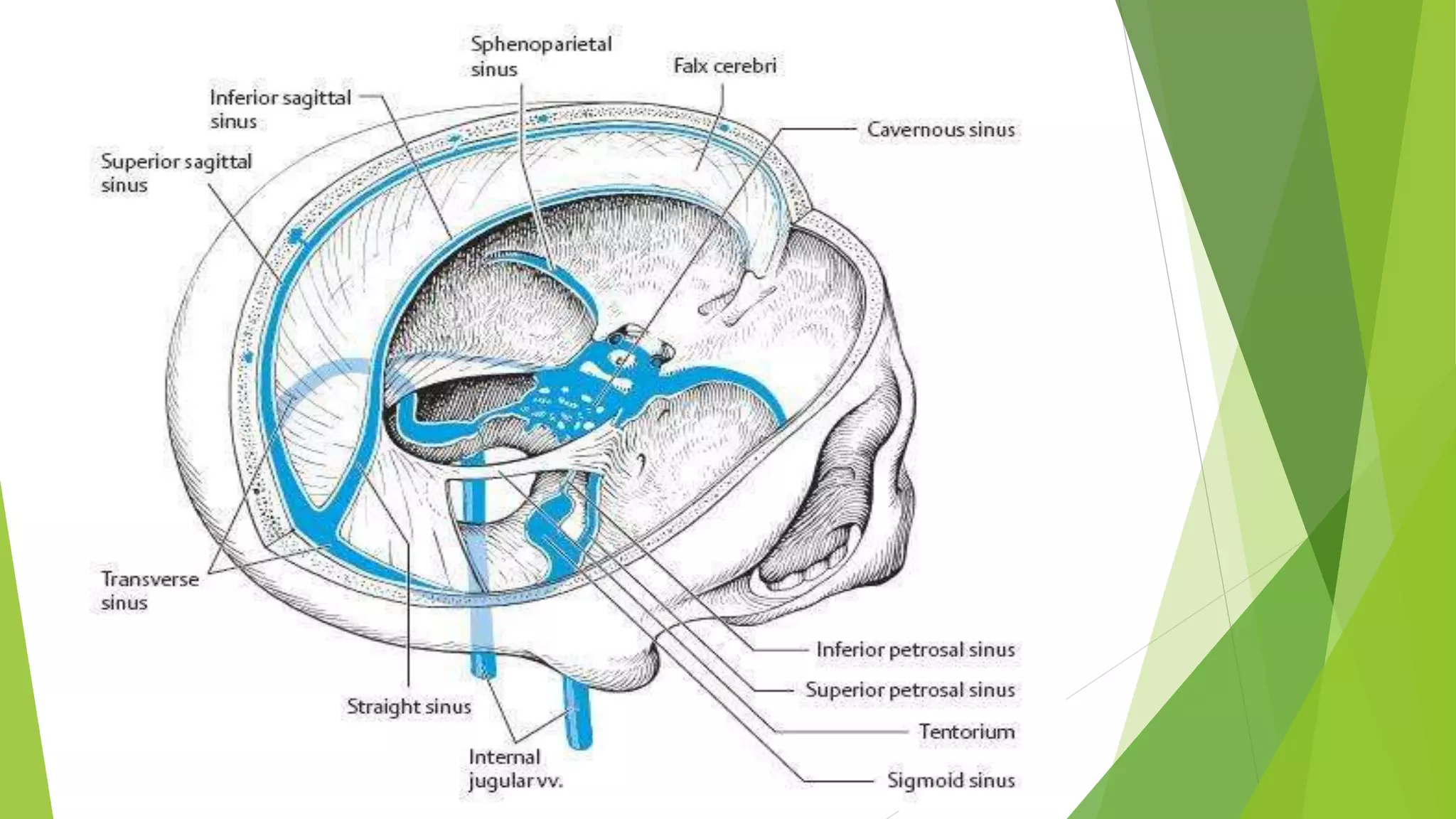 Dural folds and cavernous sinus | PPTX