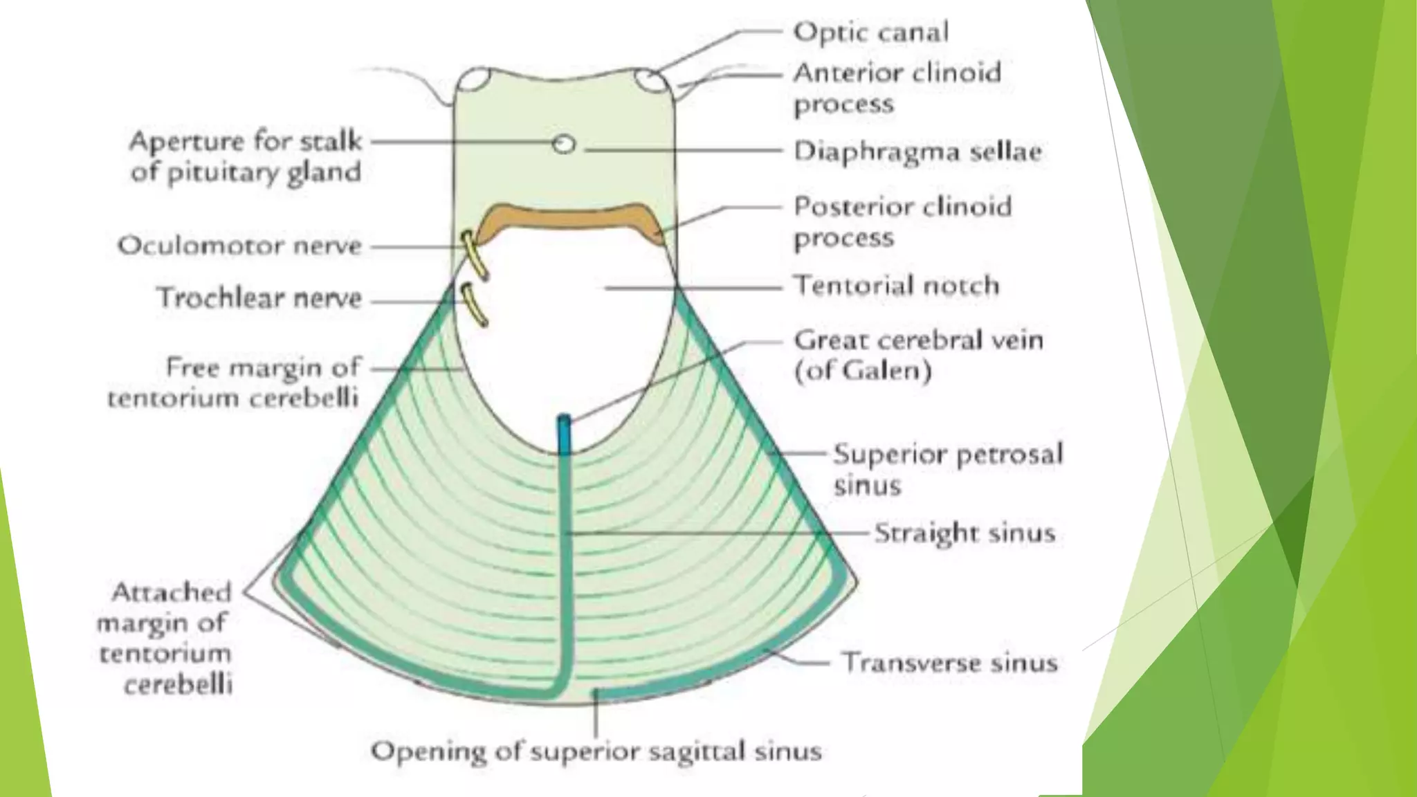 Dural folds and cavernous sinus | PPTX