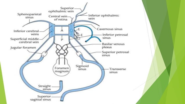 Dural folds and cavernous sinus | PPTX | Death, Injury, or Military ...