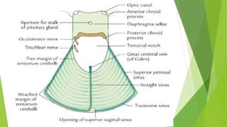 Dural folds and cavernous sinus | PPTX