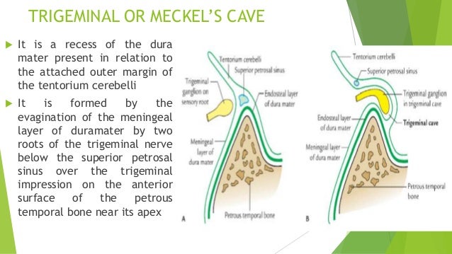 Dural folds and cavernous sinus