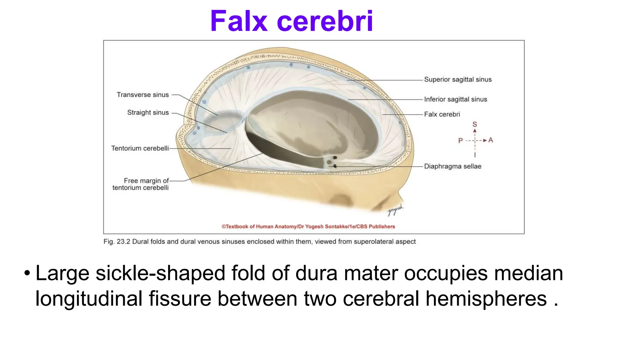 DURAL FOLDS AND DURAL VENOUS SINUS ,APPLIED ASPECTS | PPT