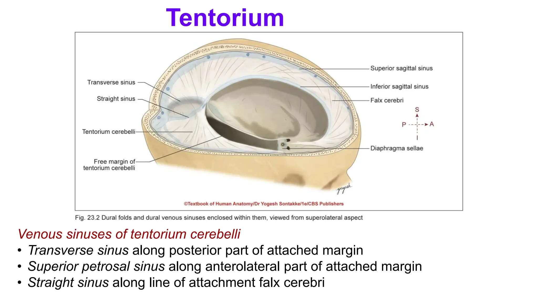 DURAL FOLDS AND DURAL VENOUS SINUS ,APPLIED ASPECTS | PPT
