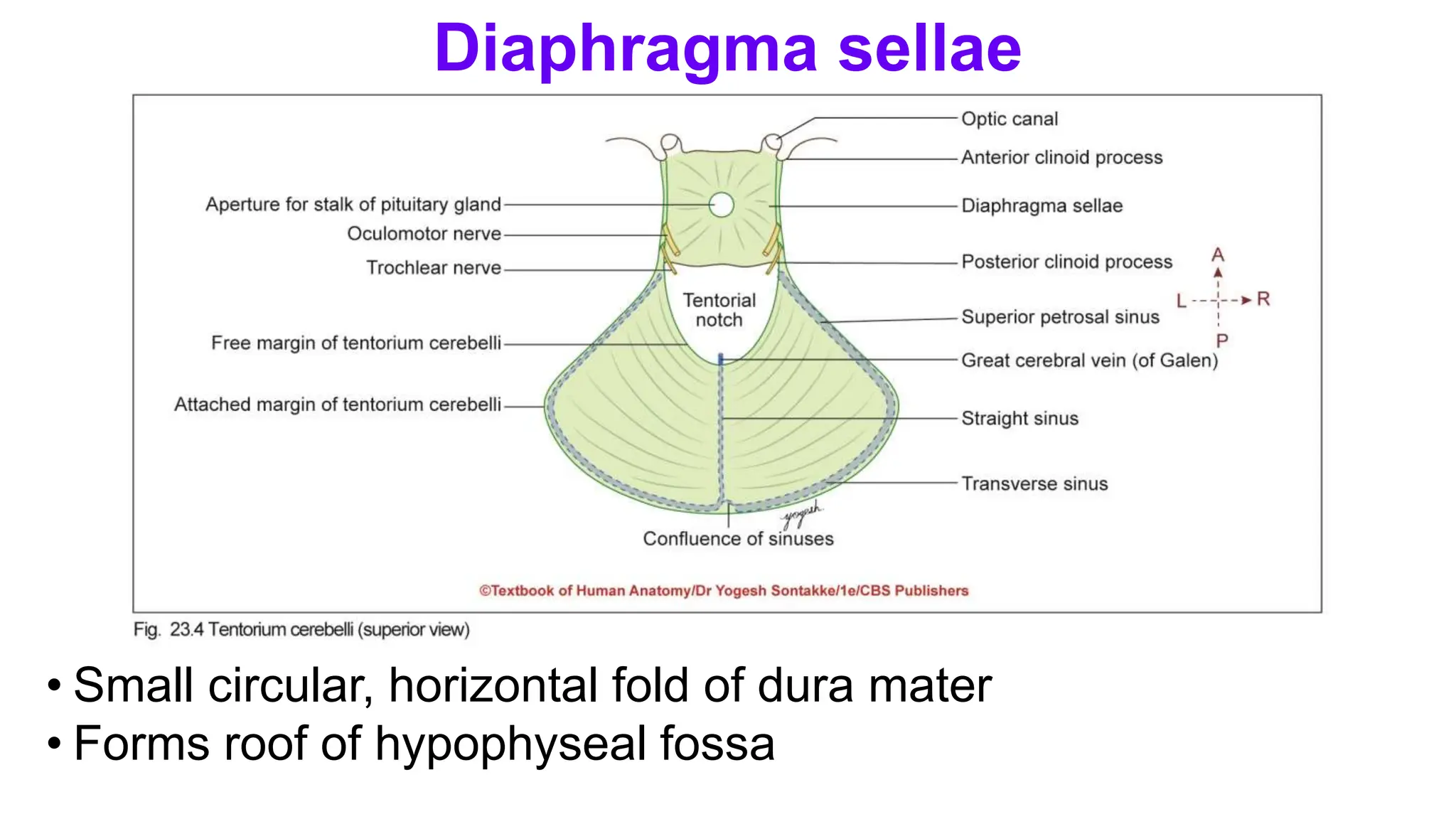 DURAL FOLDS AND DURAL VENOUS SINUS ,APPLIED ASPECTS | PPT