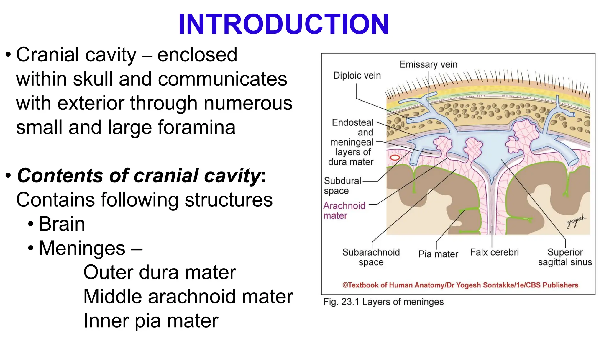 DURAL FOLDS AND DURAL VENOUS SINUS ,APPLIED ASPECTS | PPT