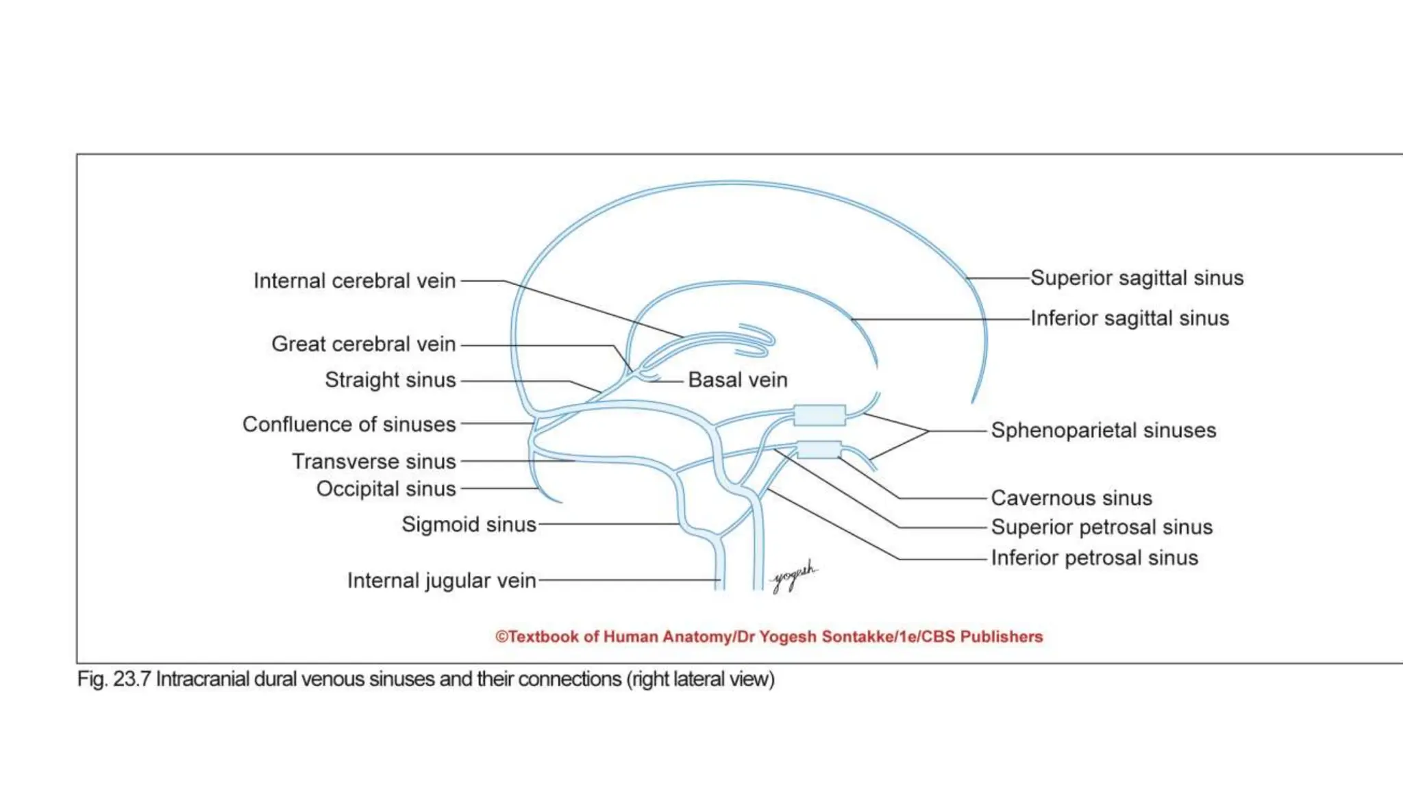 DURAL FOLDS AND DURAL VENOUS SINUS ,APPLIED ASPECTS | PPT