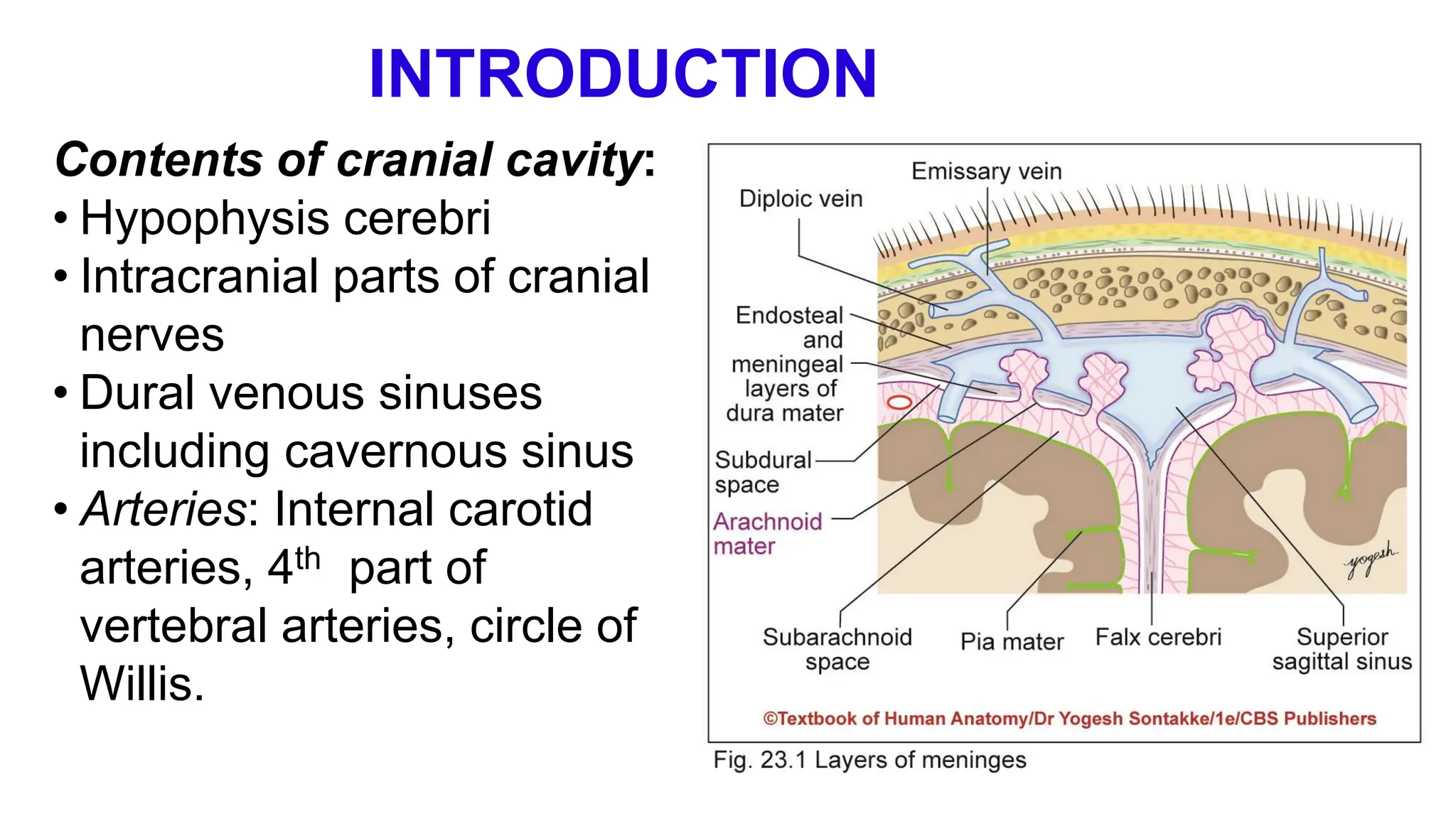 DURAL FOLDS AND DURAL VENOUS SINUS ,APPLIED ASPECTS | PPT