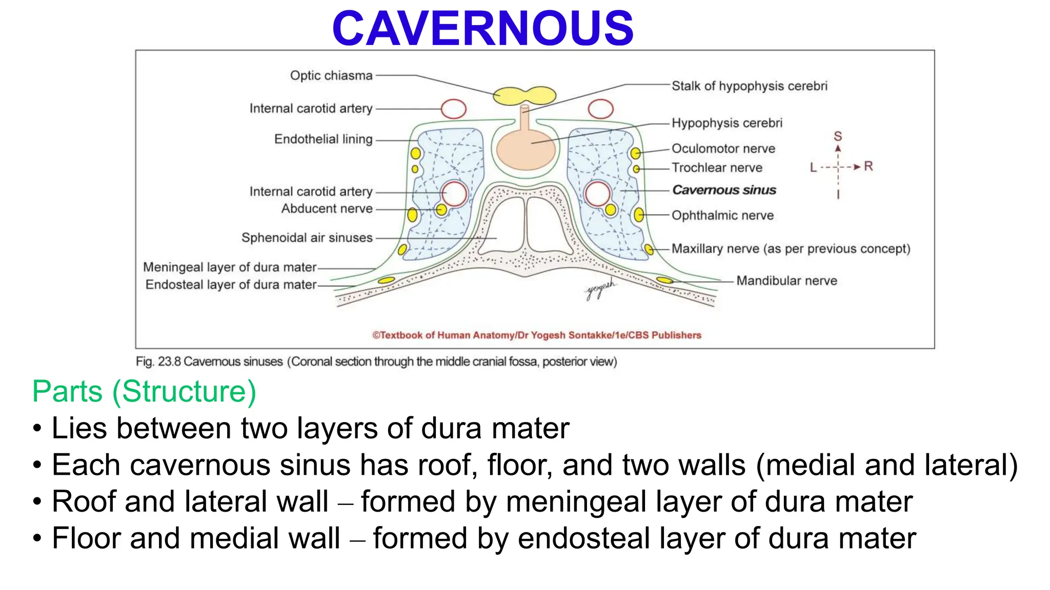 DURAL FOLDS AND DURAL VENOUS SINUS ,APPLIED ASPECTS | PPT