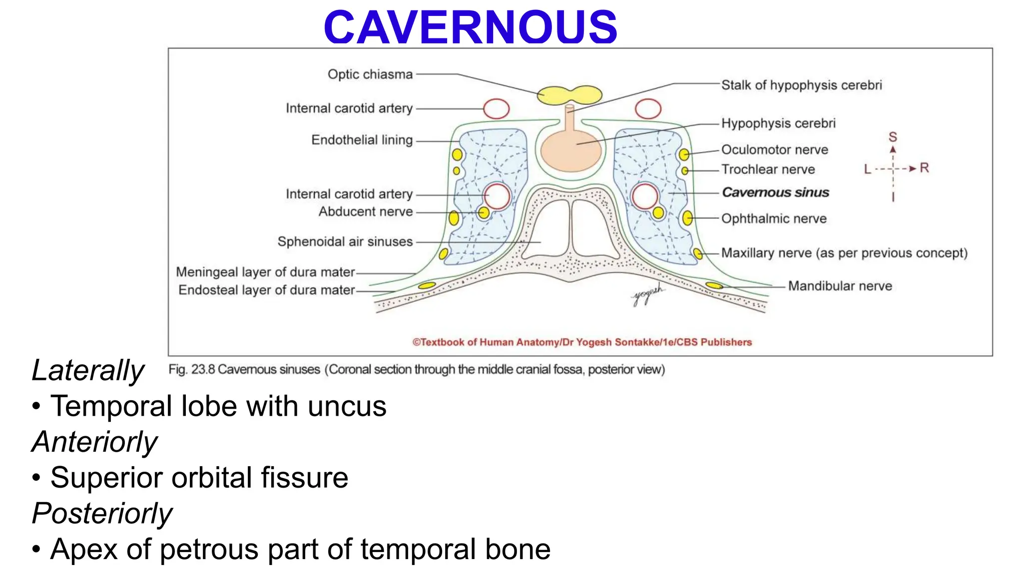 DURAL FOLDS AND DURAL VENOUS SINUS ,APPLIED ASPECTS | PPT