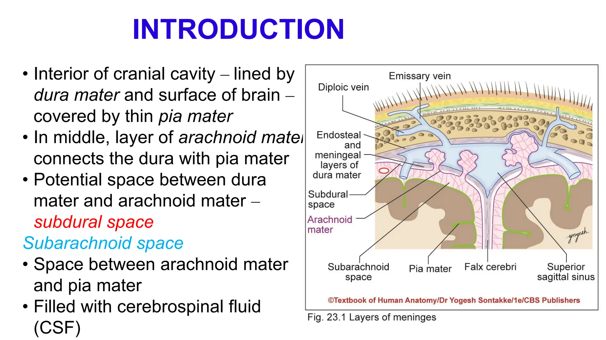 DURAL FOLDS AND DURAL VENOUS SINUS ,APPLIED ASPECTS | PPT
