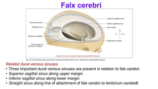 DURAL FOLDS AND DURAL VENOUS SINUS ,APPLIED ASPECTS | PPT