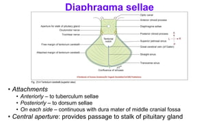 Dural Folds And Dural Venous Sinus Applied Aspects Ppt