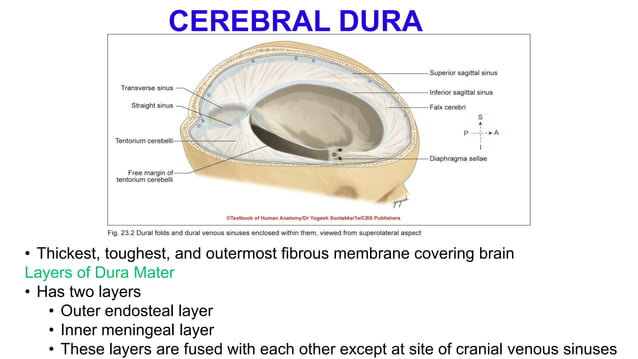 DURAL FOLDS AND DURAL VENOUS SINUS ,APPLIED ASPECTS | PPT | Death ...