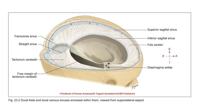 DURAL FOLDS AND DURAL VENOUS SINUS ,APPLIED ASPECTS | PPT | Death ...